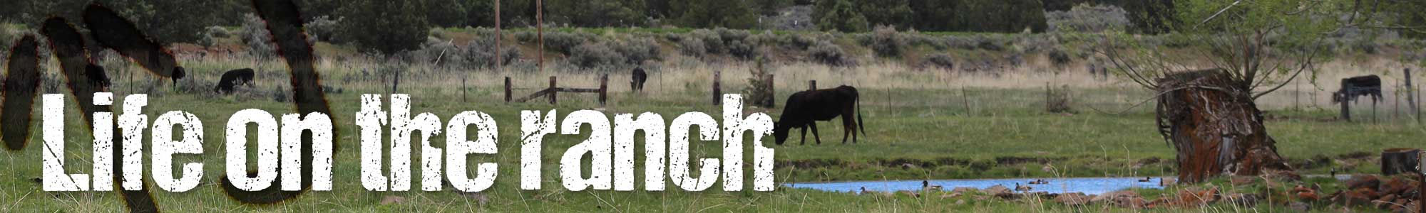 Life On The Ranch - Arrow J Beef
