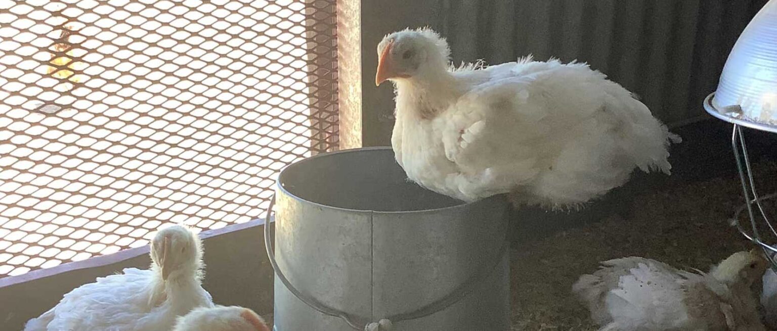 Pasture Raised Chicken - Arrow J Beef