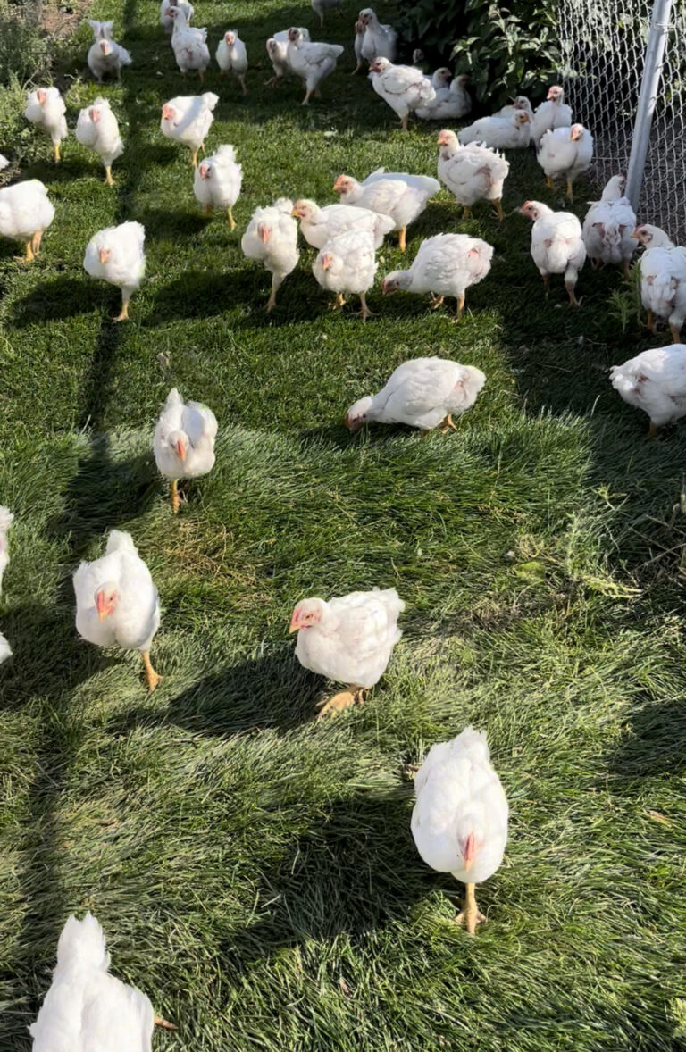 Pasture Raised Whole Chickens - Arrow J Beef